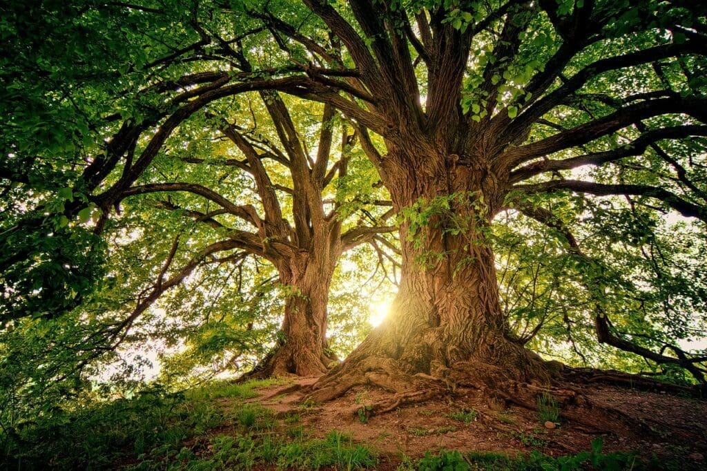 The Spiritual Power of Trees - The Soul Medic